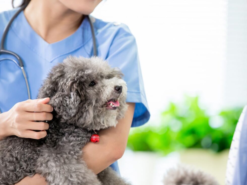 Best Veterinary Hospital In Portland, OR | Moreland Veterinary Hospital